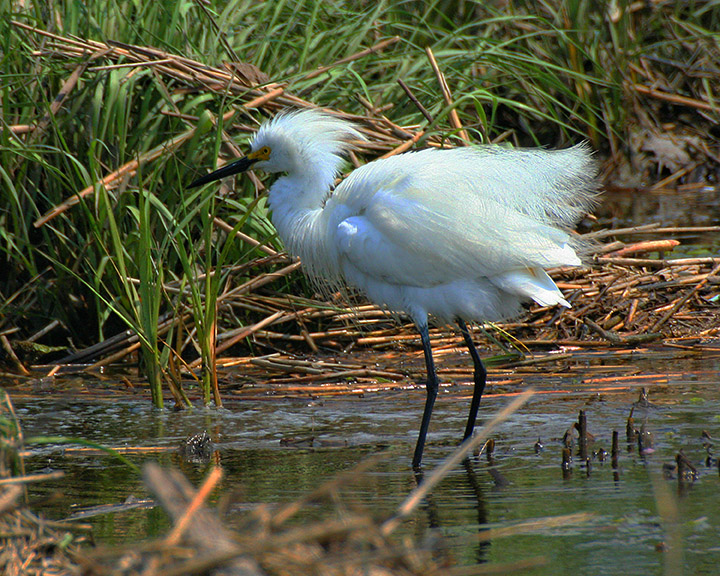 Selander Fine Art Photography - Wildlife Gallery